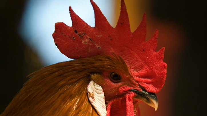 On comprar Pota Blava